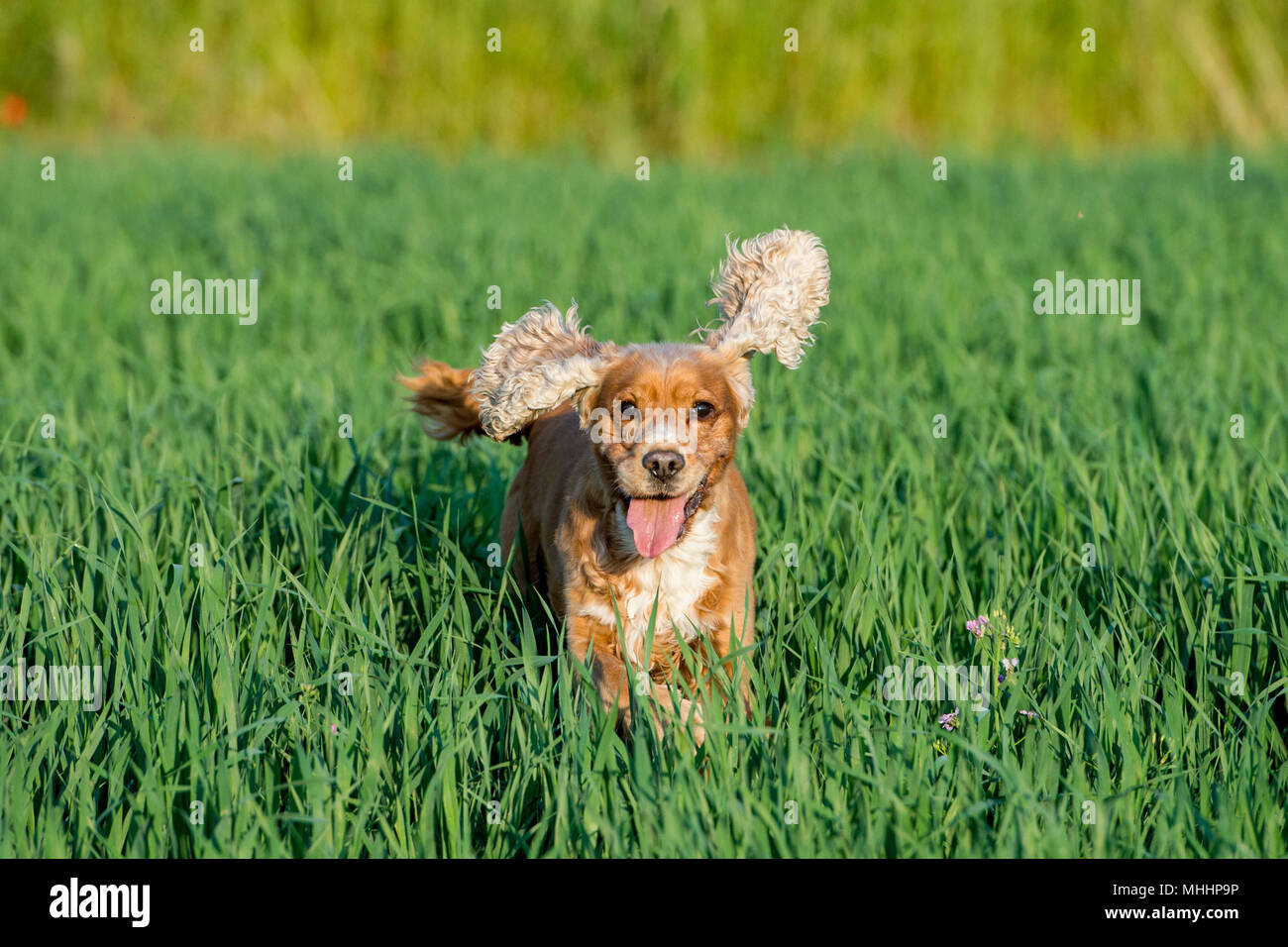 Happy english cocker spaniel while playing in the grass field Stock ...