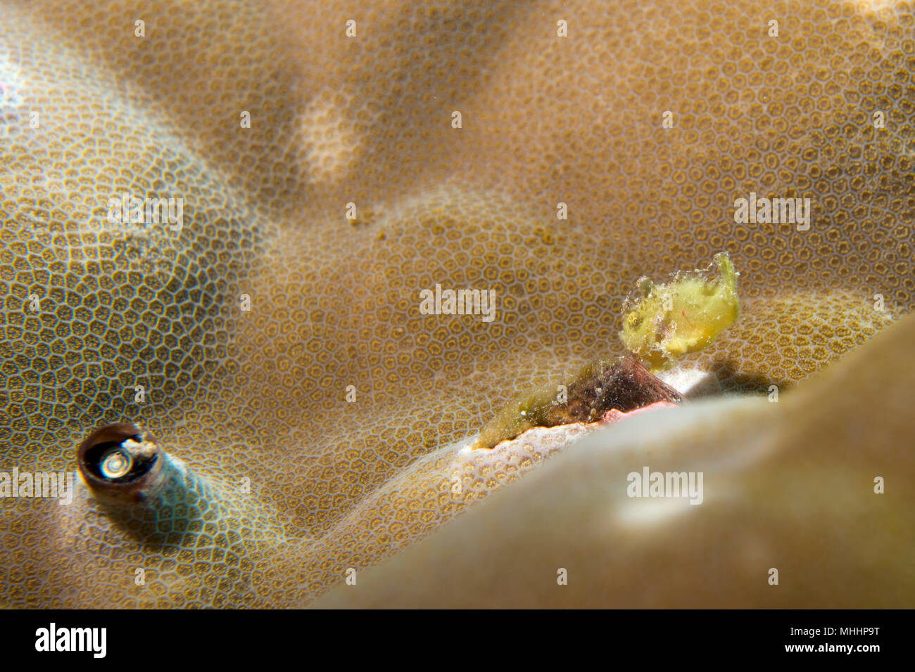Baby frogfish wildlife hi-res stock photography and images - Alamy