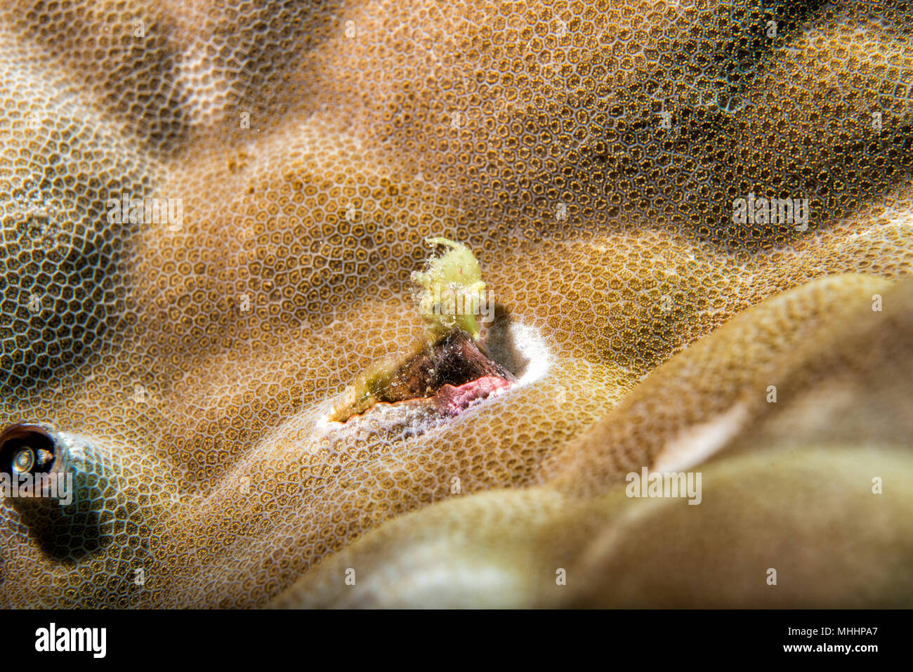 Baby frogfish wildlife hi-res stock photography and images - Alamy