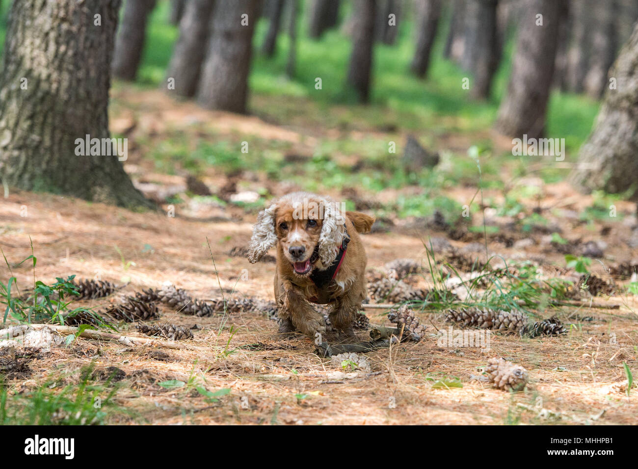 Happy english cocker spaniel while playing in the grass field Stock ...