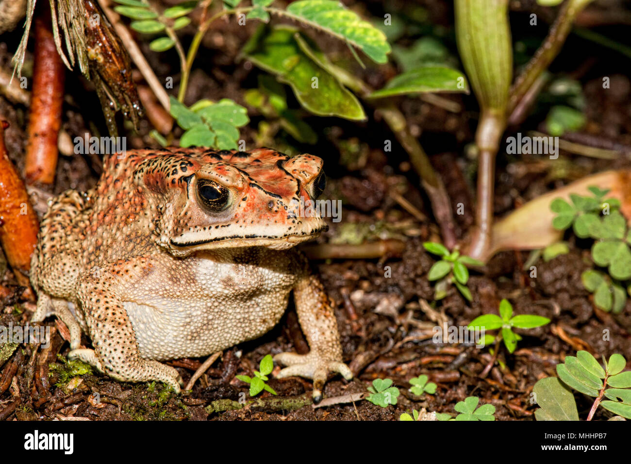 indonesia frog close up portrait Stock Photo - Alamy