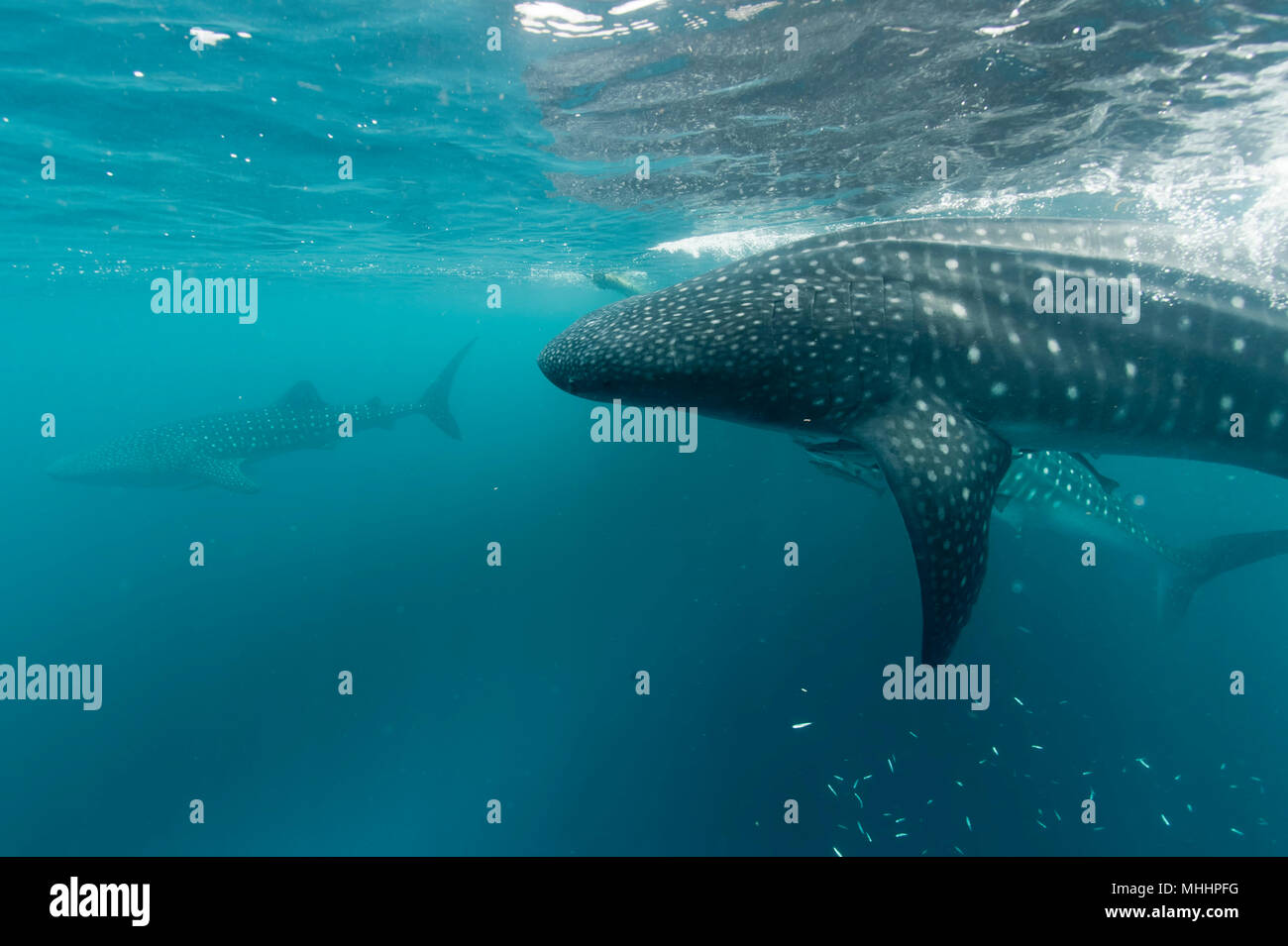 Whale Shark portrait underwater in Papua Stock Photo - Alamy