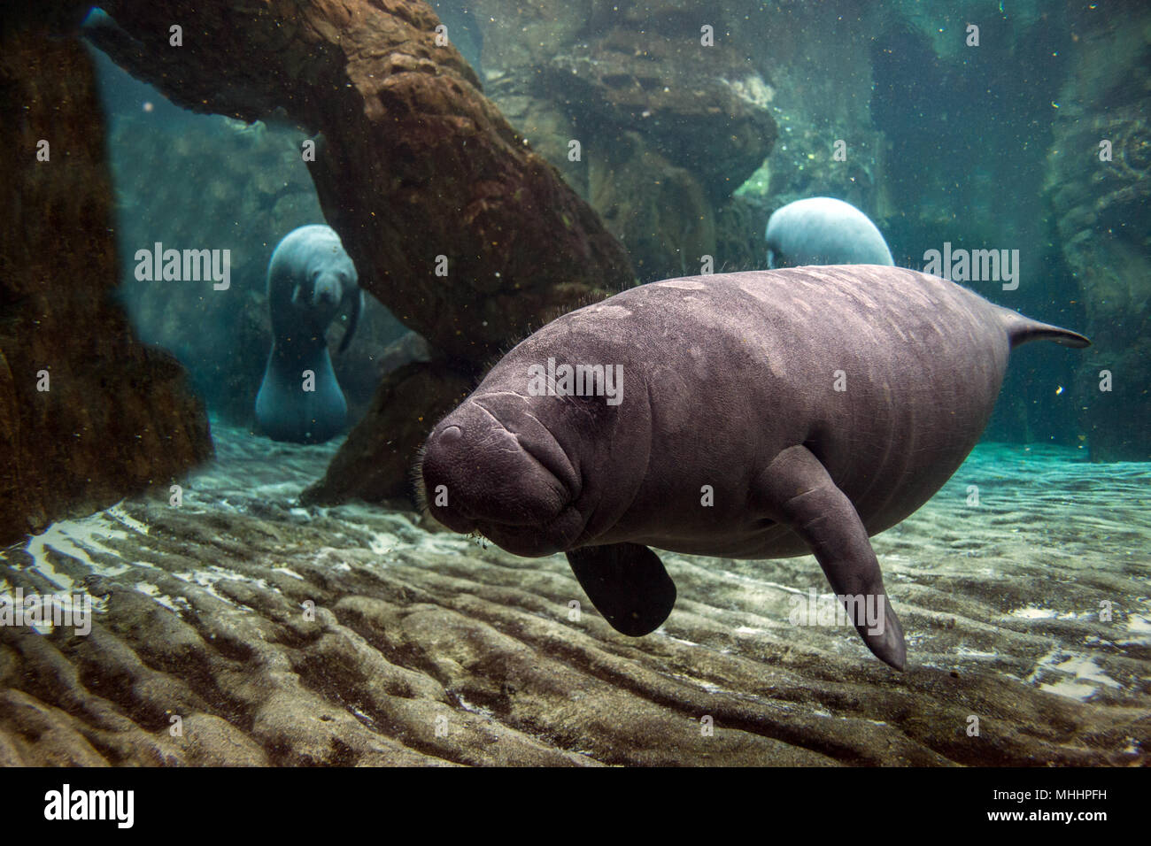 West indian manatee and india hi-res stock photography and images - Alamy