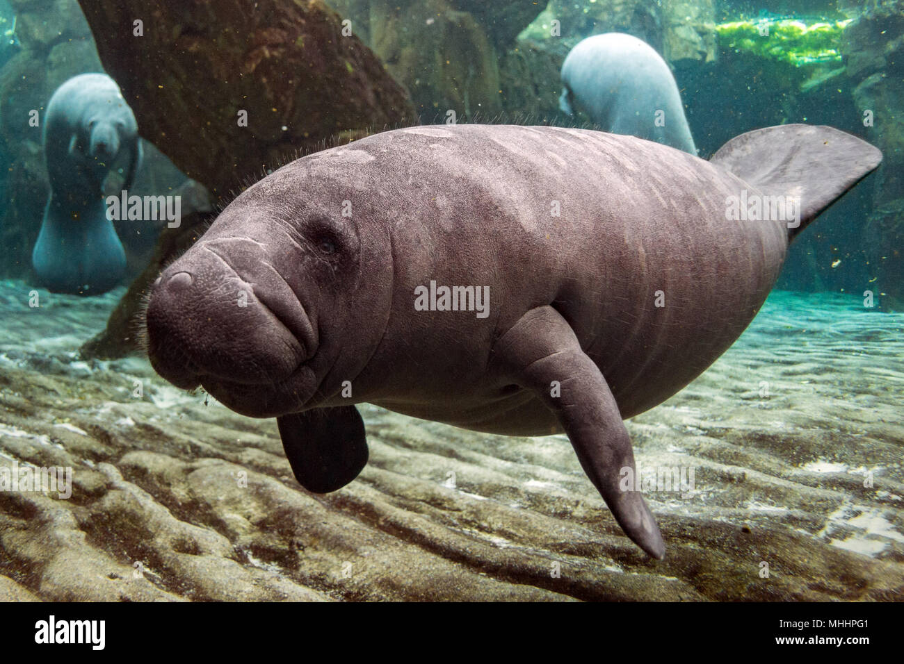West indian manatee and india hi-res stock photography and images - Alamy