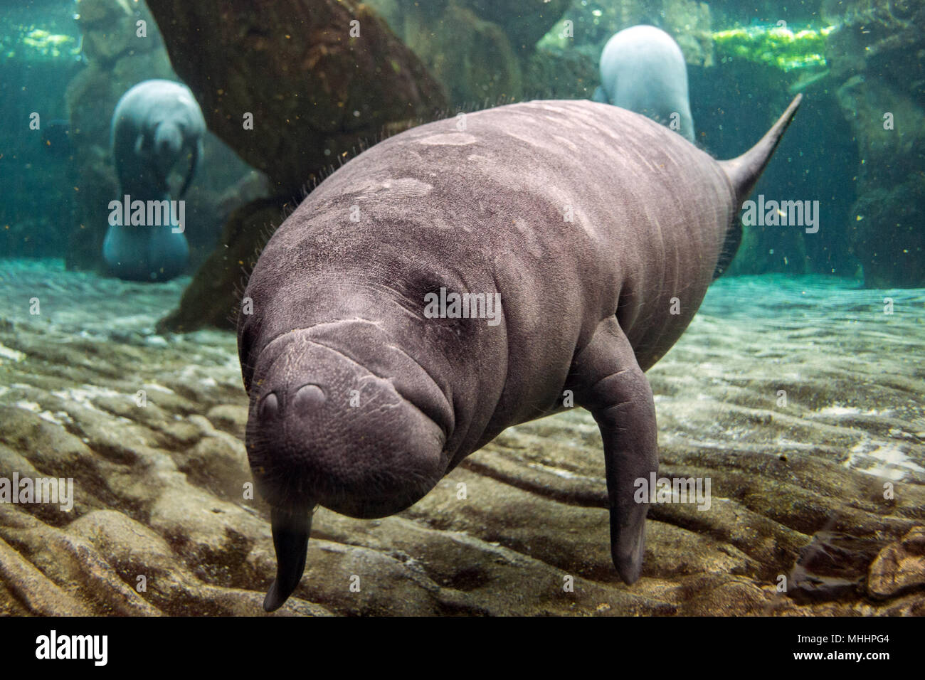 West indian manatee and india hi-res stock photography and images - Alamy