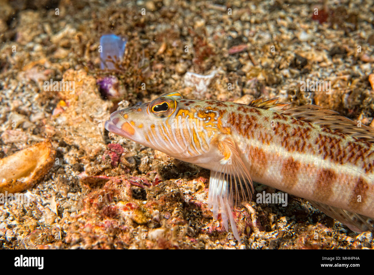 Fish while looking at you on while diving in Indonesia Stock Photo - Alamy