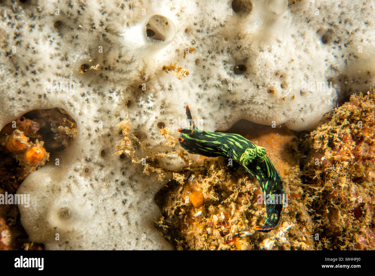 Nembrotha cristata hi-res stock photography and images - Alamy