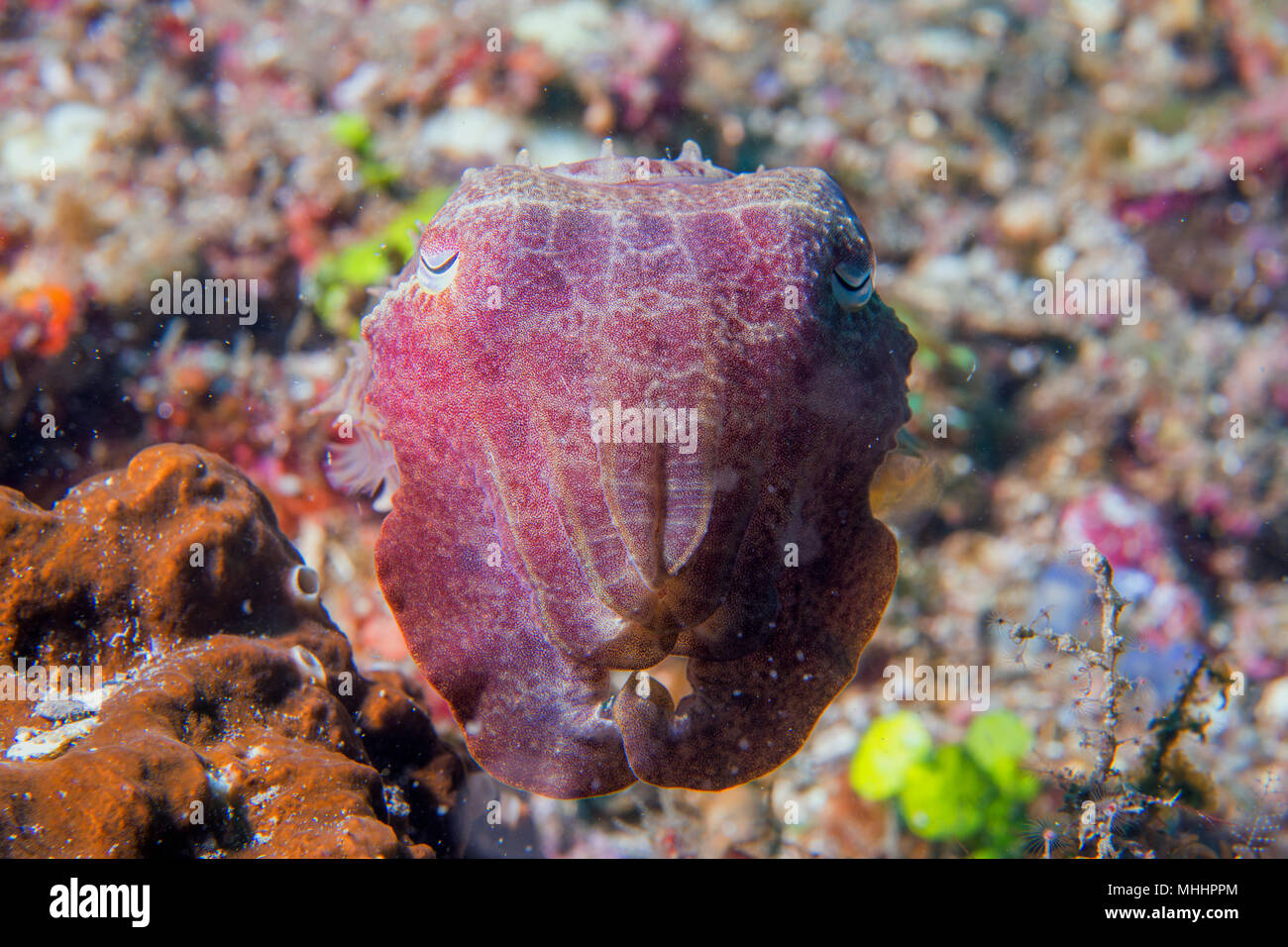 Colorful Squid cuttlefish underwater close up portrait in Lembeh Stock ...