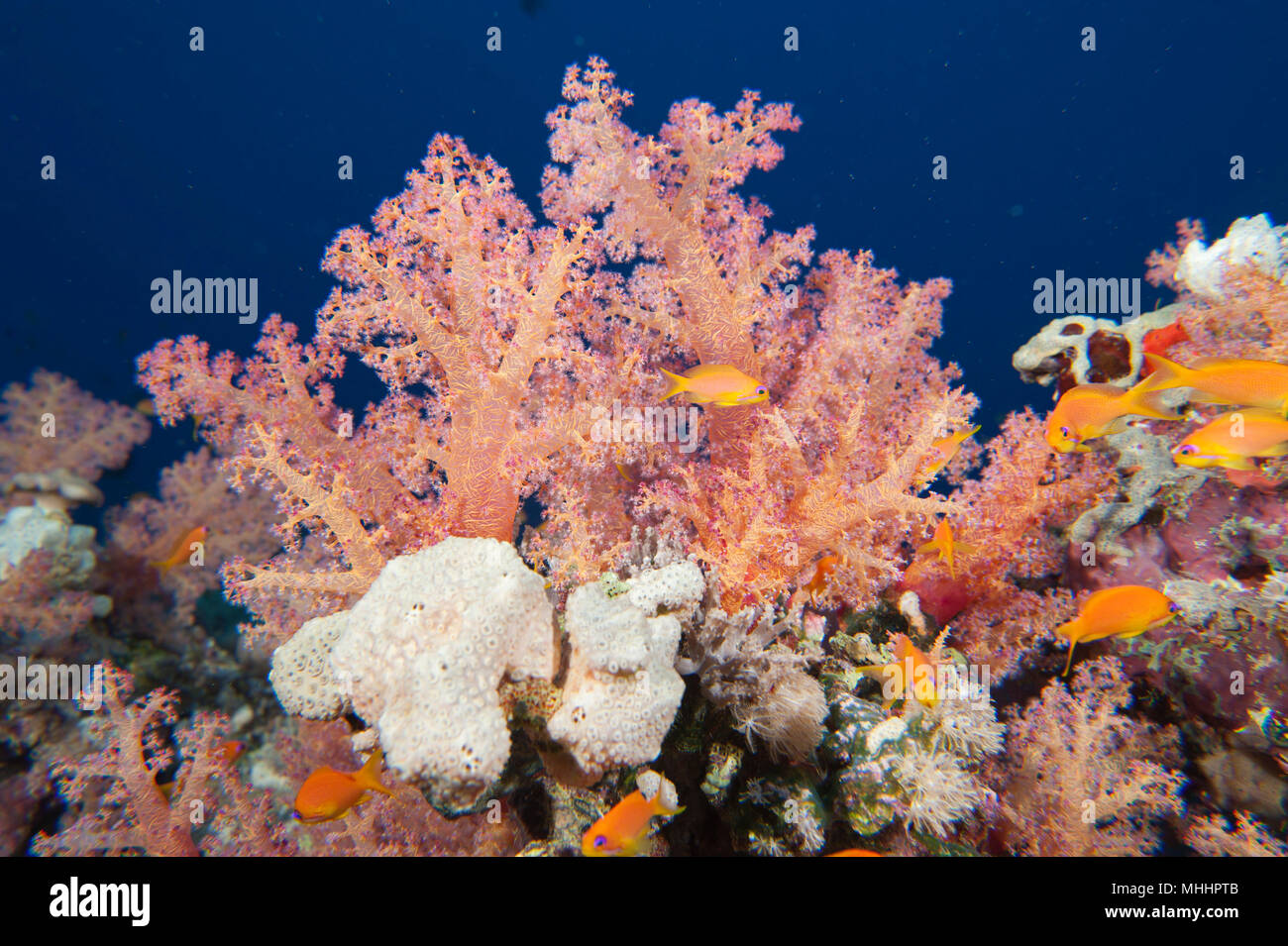 Colorful underwater landscape of red sea while scuba diving Stock Photo ...