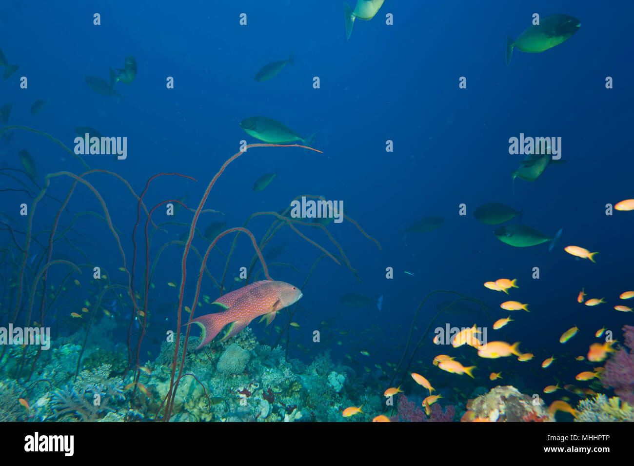 Colorful underwater landscape of red sea while scuba diving Stock Photo ...