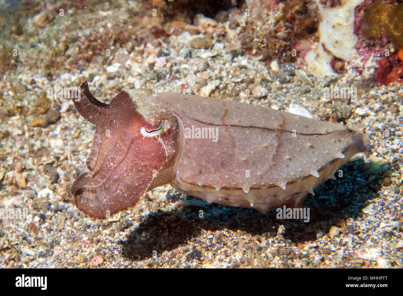 Colorful Squid cuttlefish underwater close up portrait in Lembeh while ...