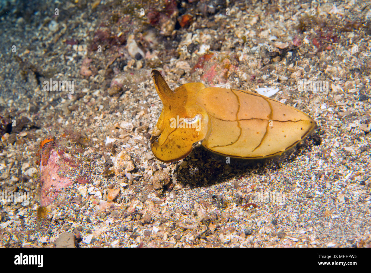Colorful Squid cuttlefish underwater close up portrait in Lembeh while ...