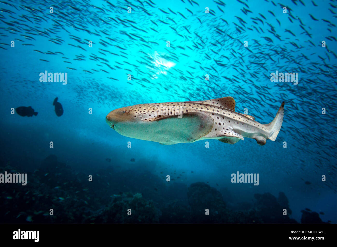 Zebra shark hi-res stock photography and images - Alamy