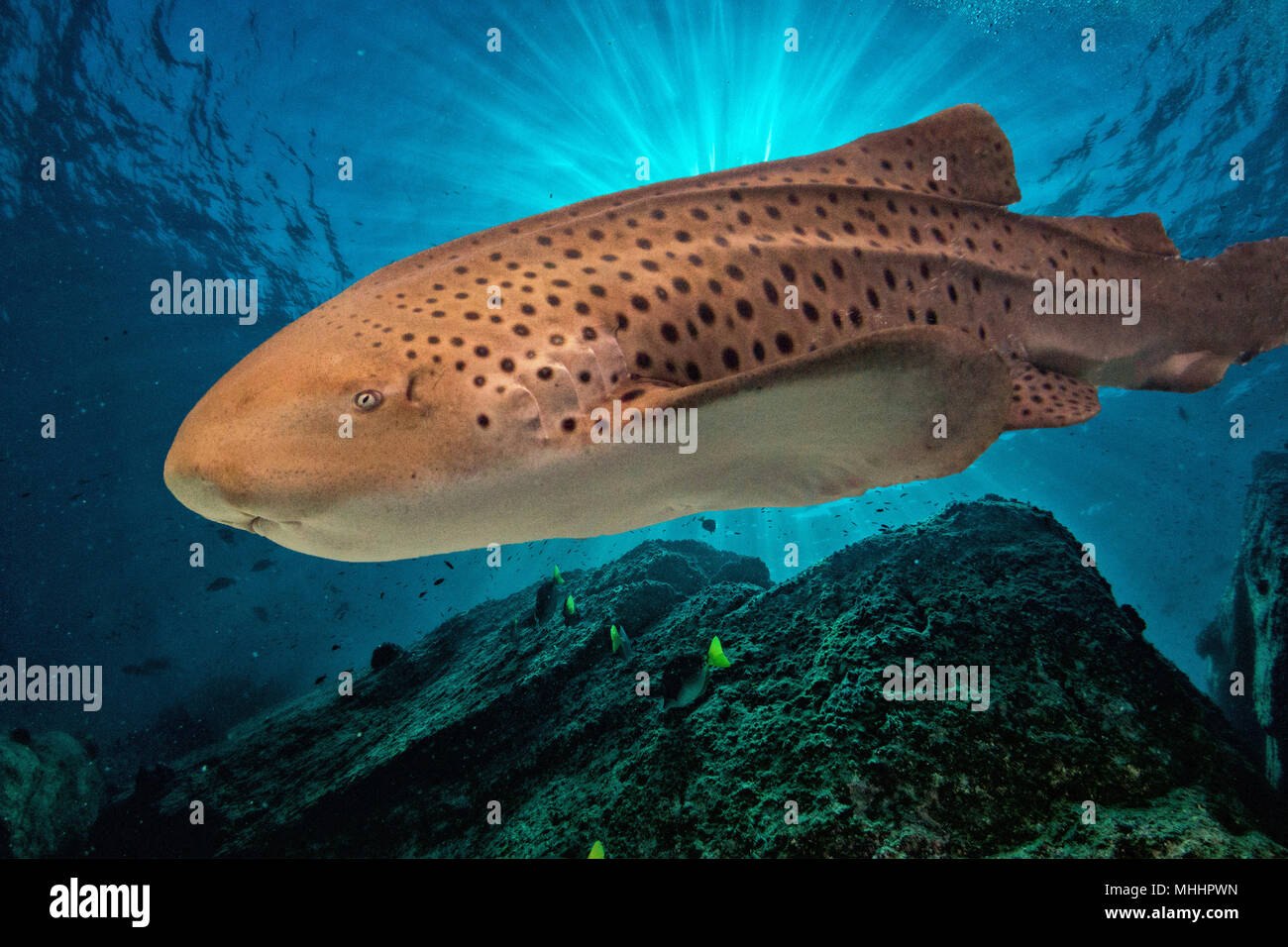 Zebra shark portrait on blue sea background Stock Photo - Alamy