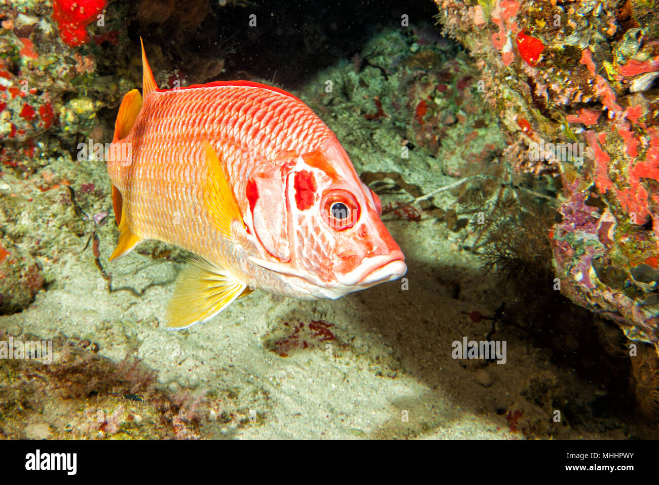 Night food market australia hi-res stock photography and images - Alamy