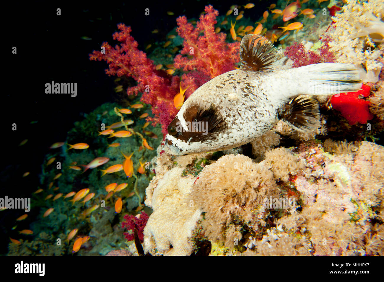 A balloon fish in the black and red background Stock Photo - Alamy