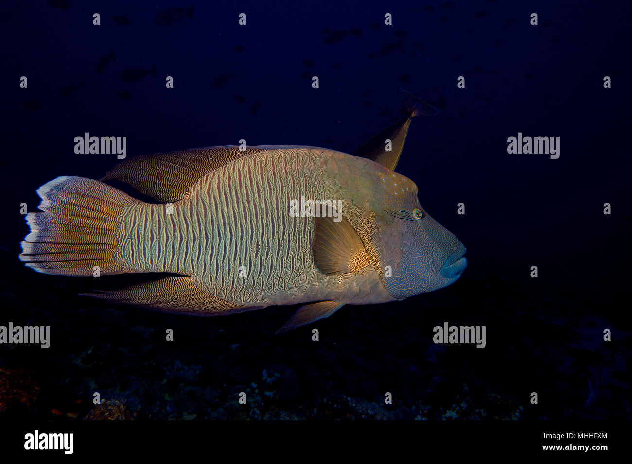 Napoleon fish at night hi-res stock photography and images - Alamy