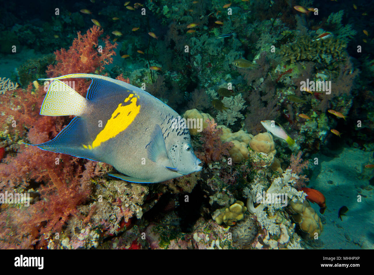 Emperor angel fish hi-res stock photography and images - Alamy