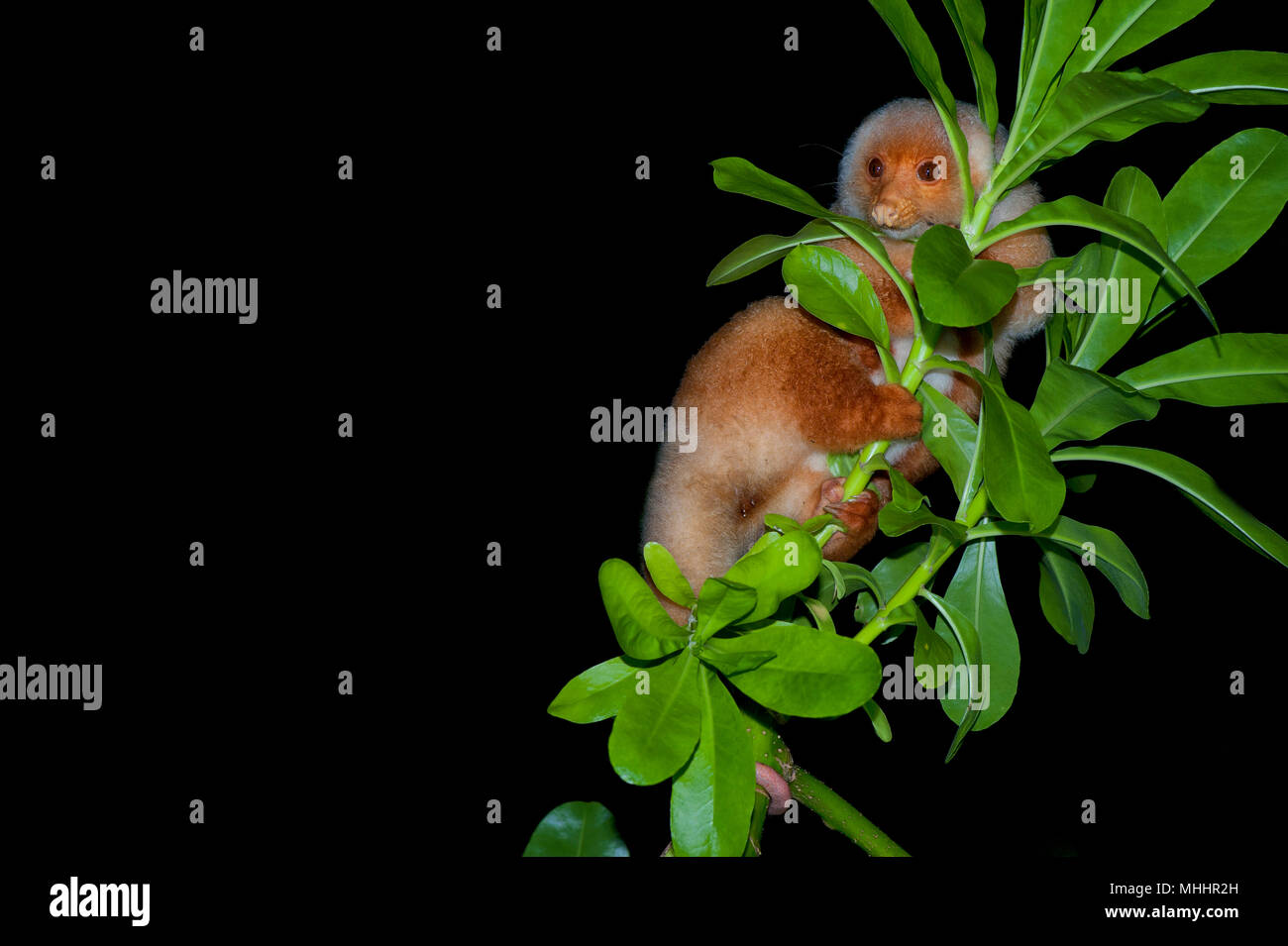 Cuscus monkey hi-res stock photography and images - Alamy