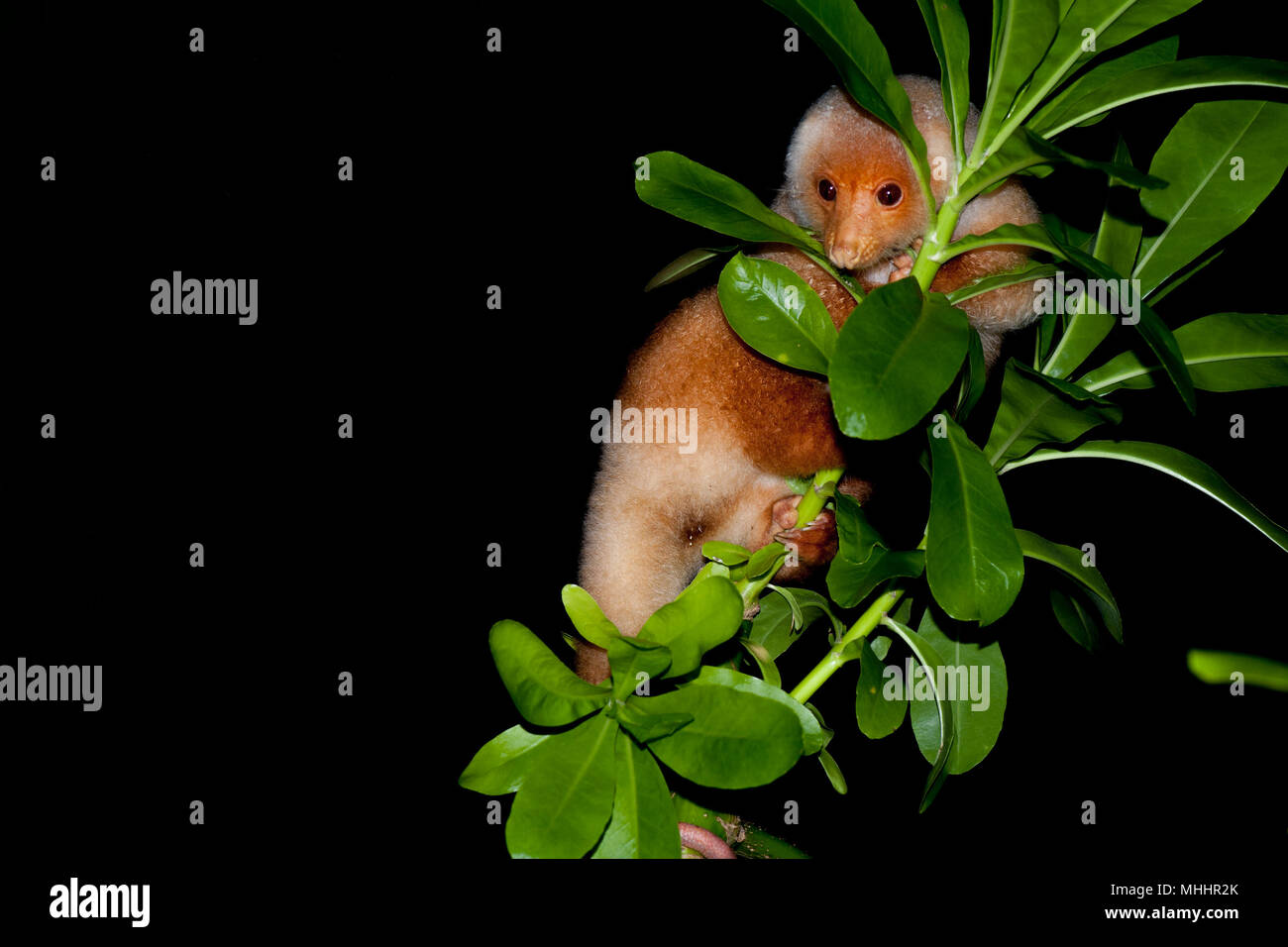 Cuscus monkey night portrait while hanging on a tree and looking at you ...