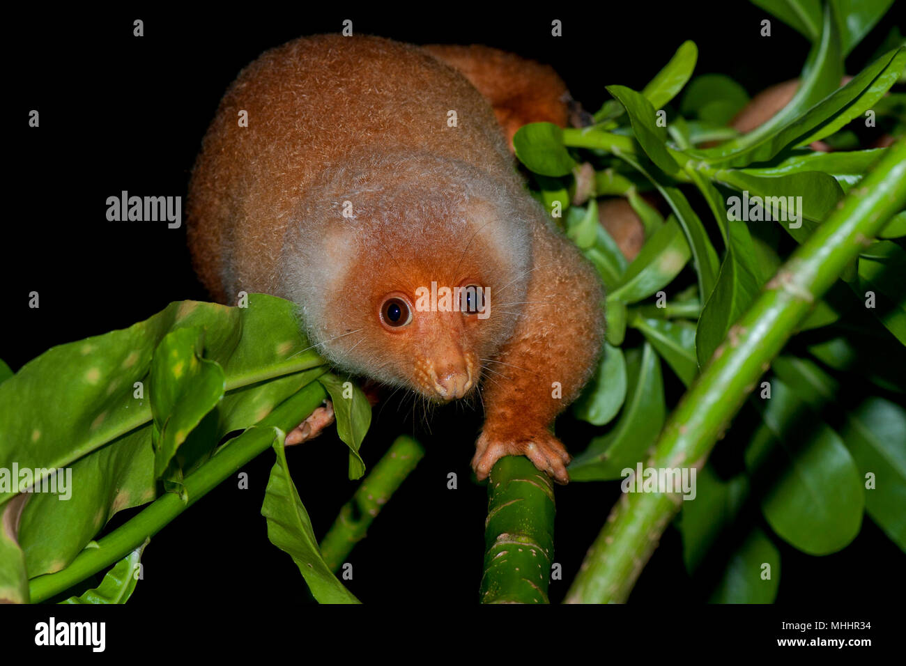Cuscus indonesian endemic monkey night portrait while hanging on a tree ...