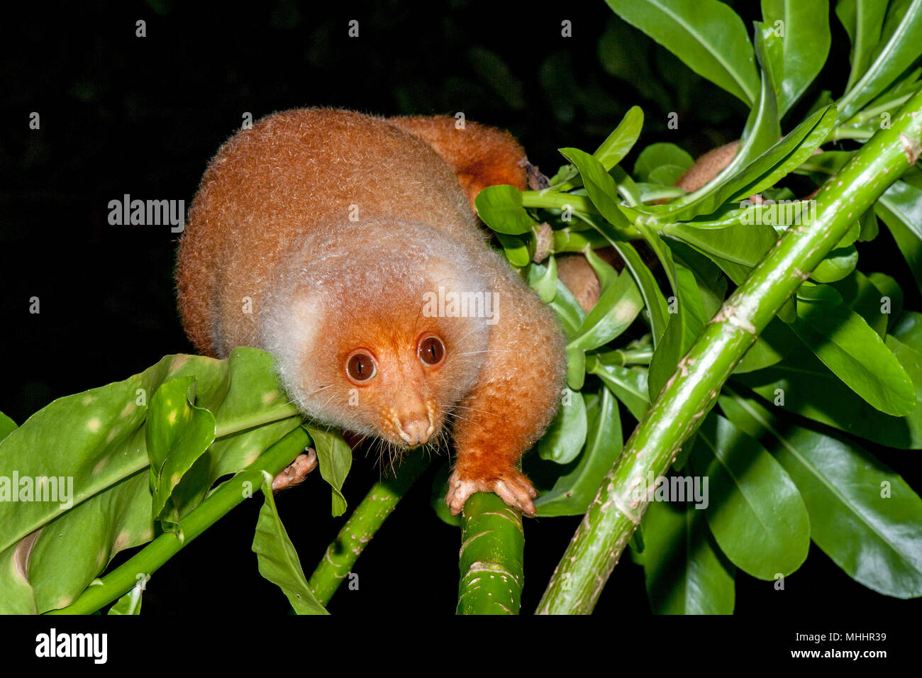 Cuscus monkey hi-res stock photography and images - Alamy