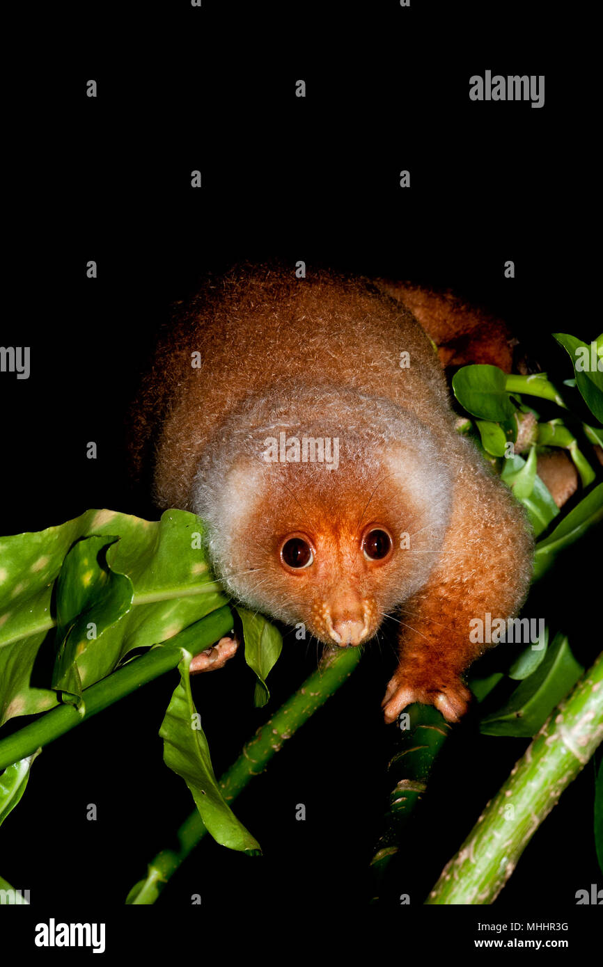 Cuscus monkey night portrait while hanging on a tree and looking at you ...