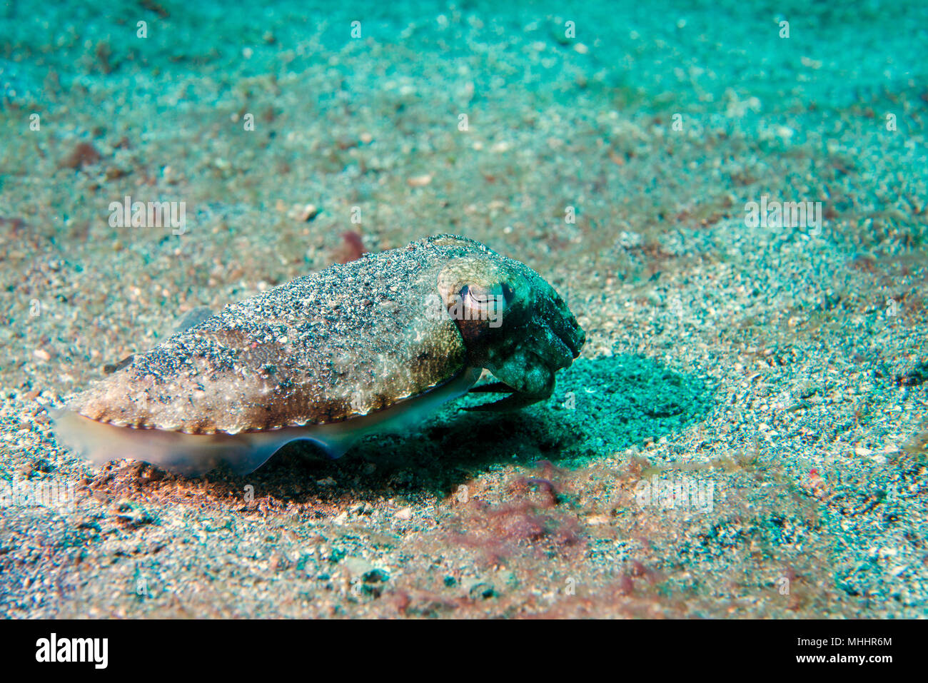 Colorful Squid cuttlefish underwater close up portrait in Lembeh while ...
