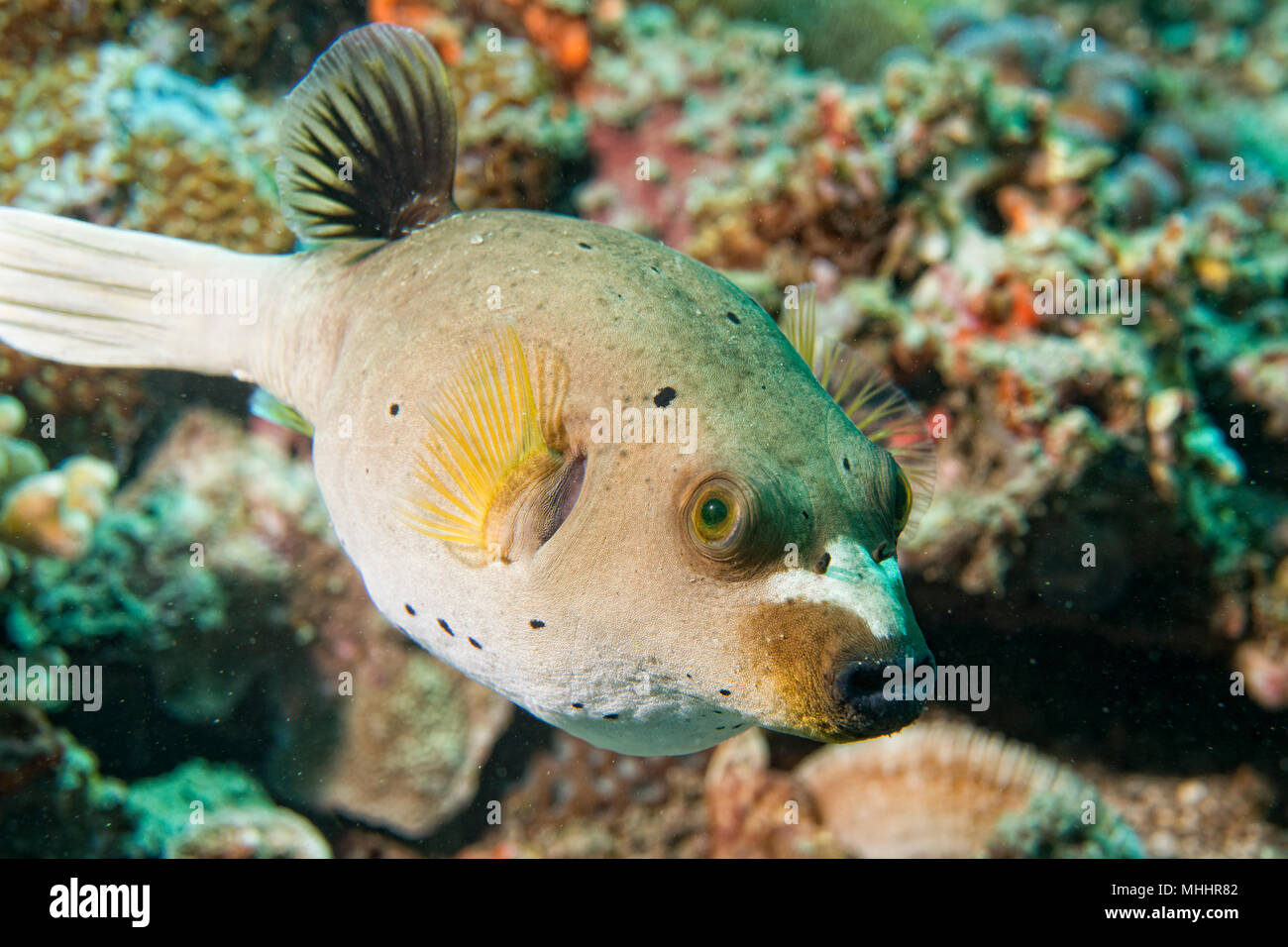 colorful ball puffer fish portrait while looking at you Stock Photo - Alamy