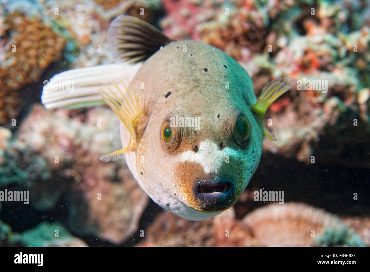 colorful ball puffer fish portrait while looking at you Stock Photo - Alamy