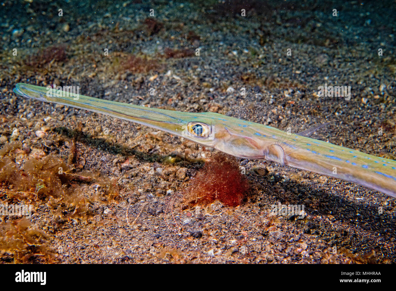 Blue Spotted Cornetfish
