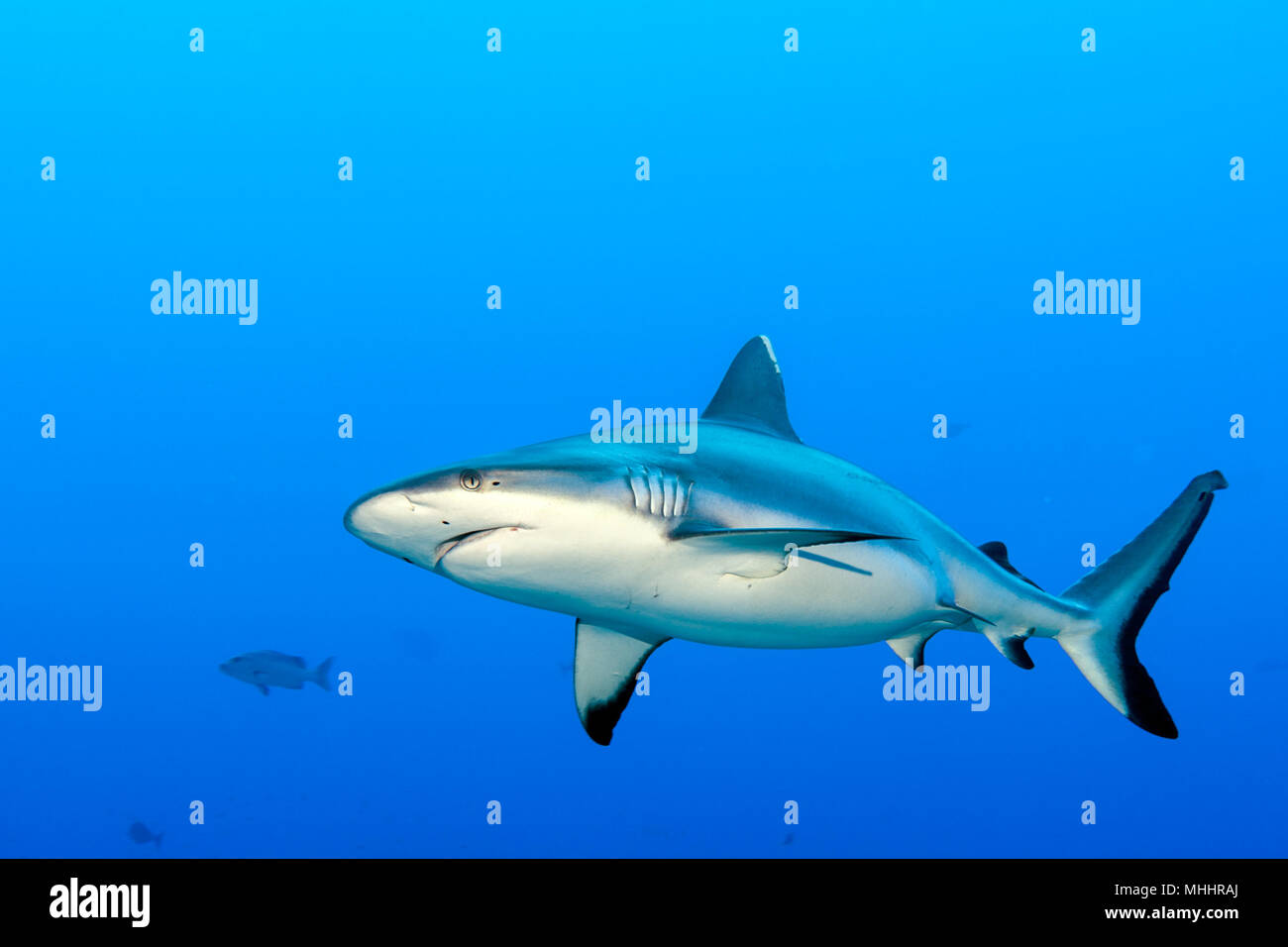 Shark Looking At You