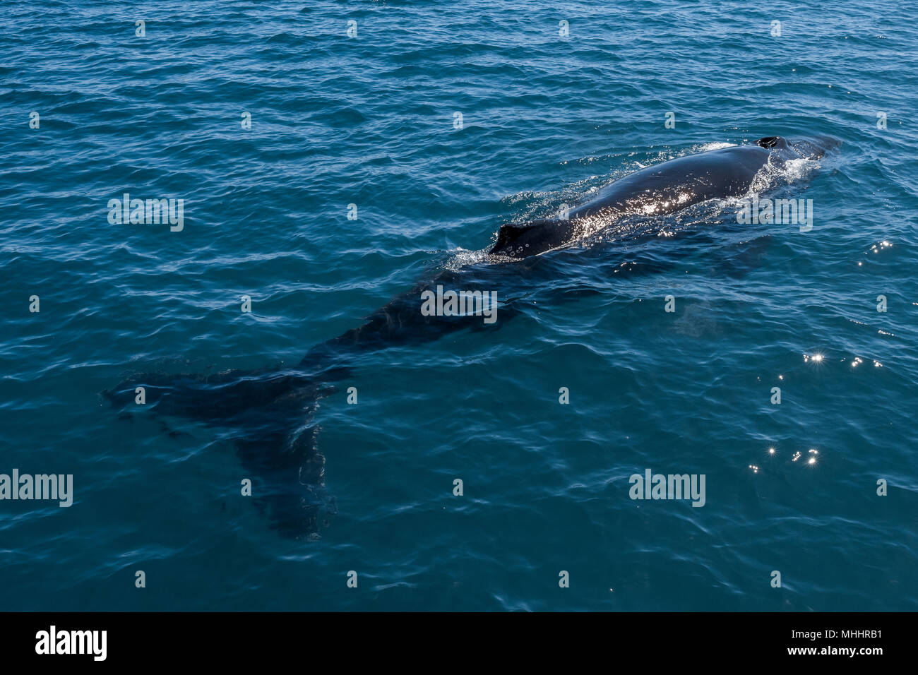 Monkey watching the west sea hi-res stock photography and images - Alamy