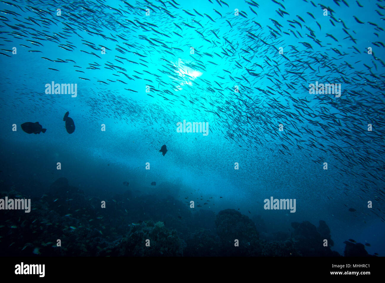 Inside a giant travelly tuna school of fish close up in the deep blue ...