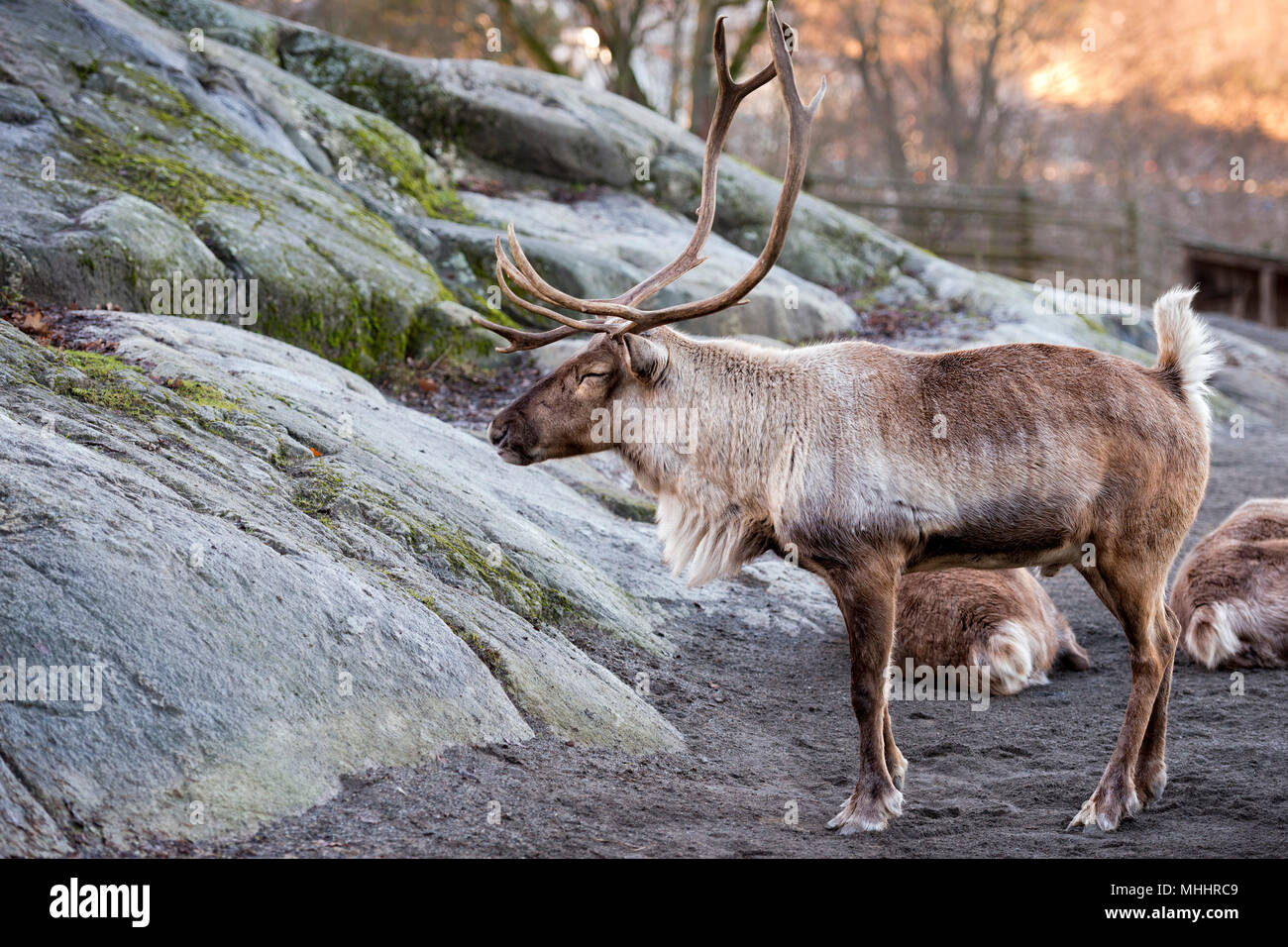 Reindeer snow camera hi-res stock photography and images - Alamy