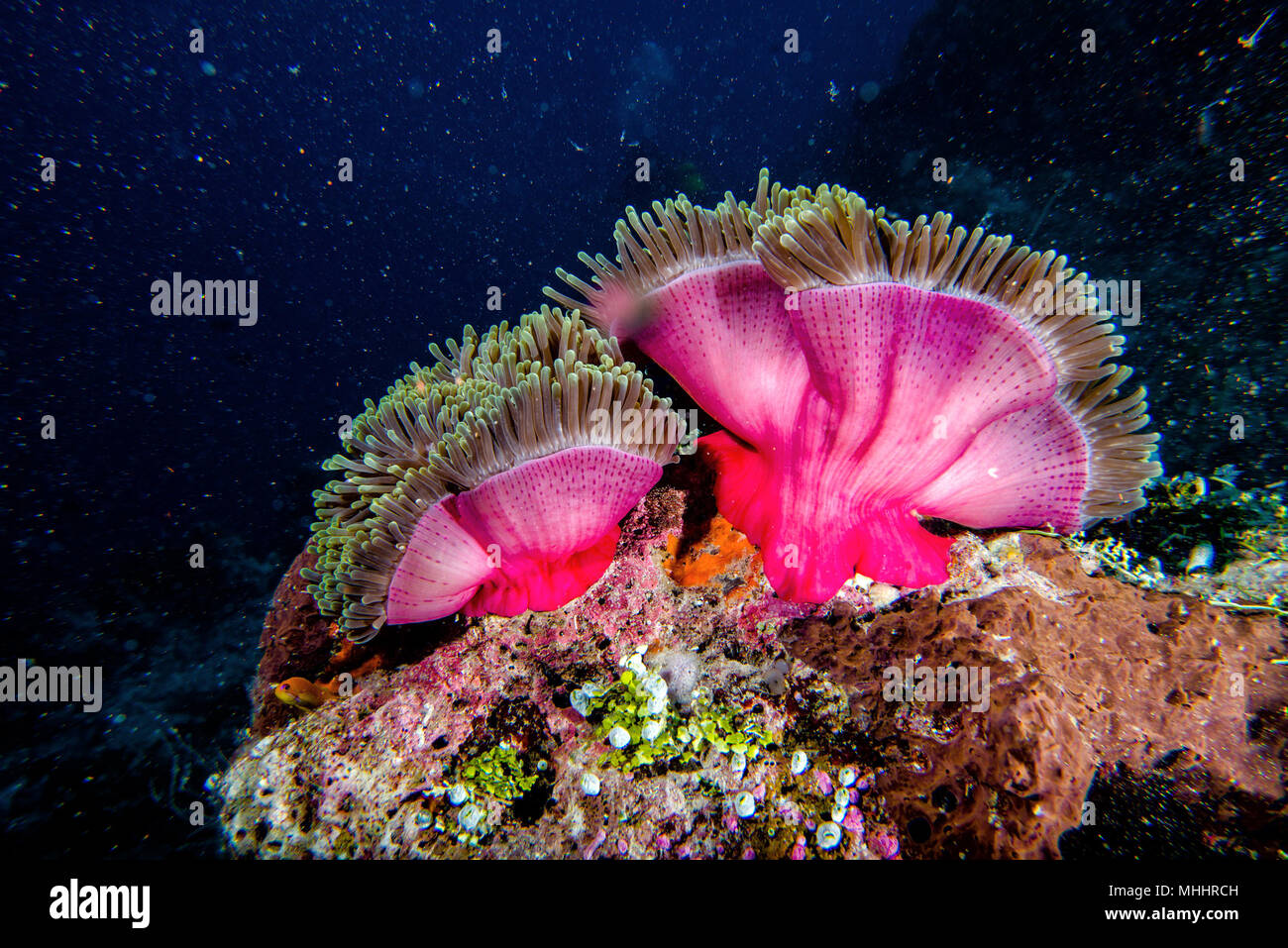 Clown fish family inside a pink violet anemone with Stock Photo - Alamy