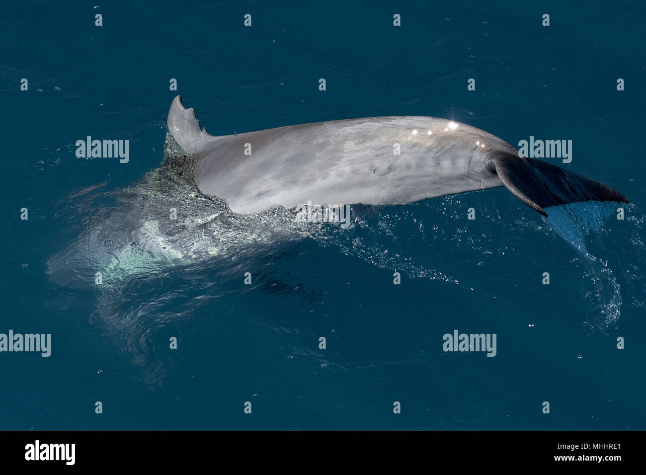 tursiop common dolphin fin detail while swimming down in australia ...
