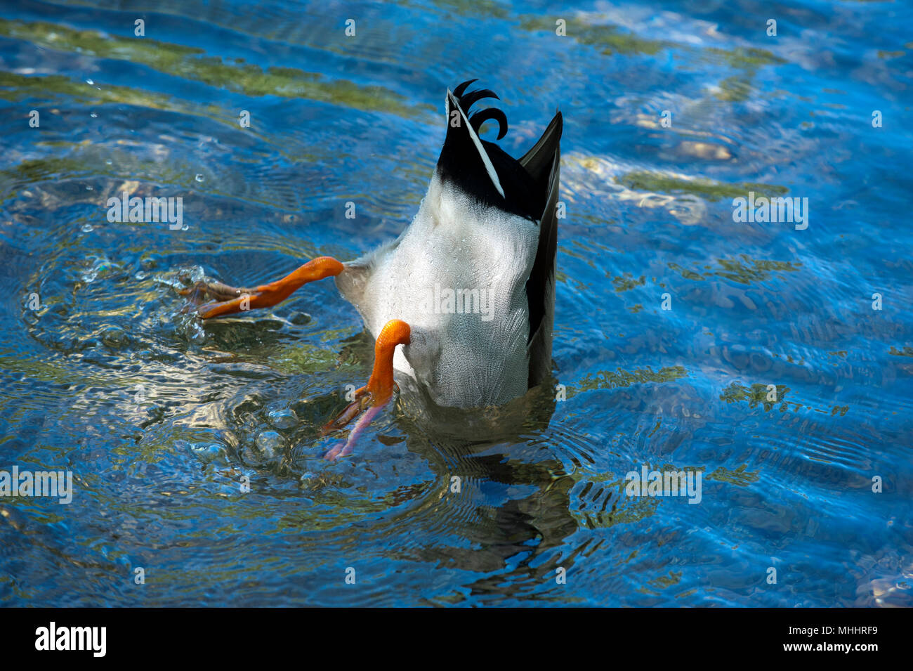 A duck while diving in the deep blue water Stock Photo - Alamy