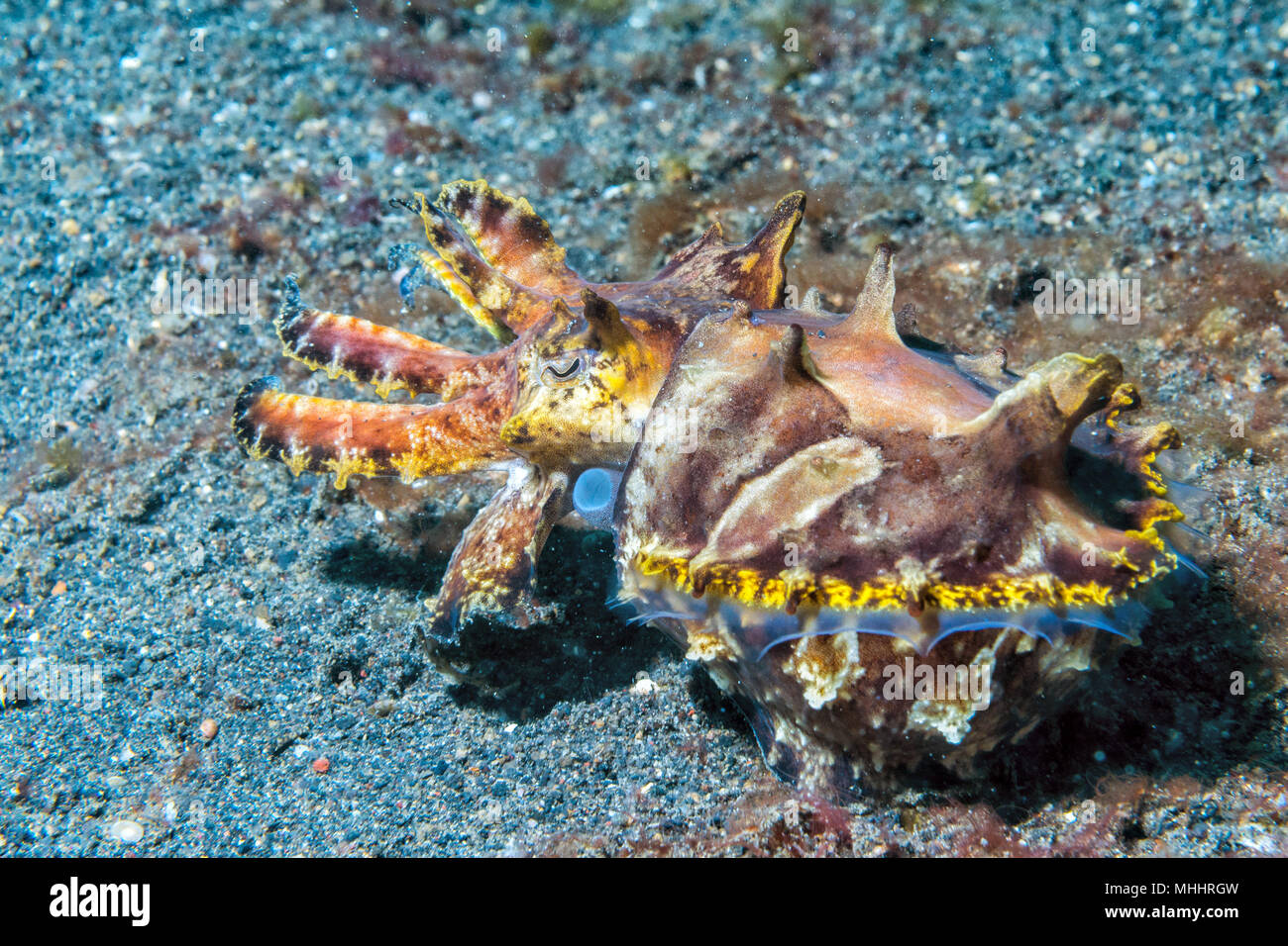 changing colors cuttlefish flamboyant sepia underwater Stock Photo - Alamy