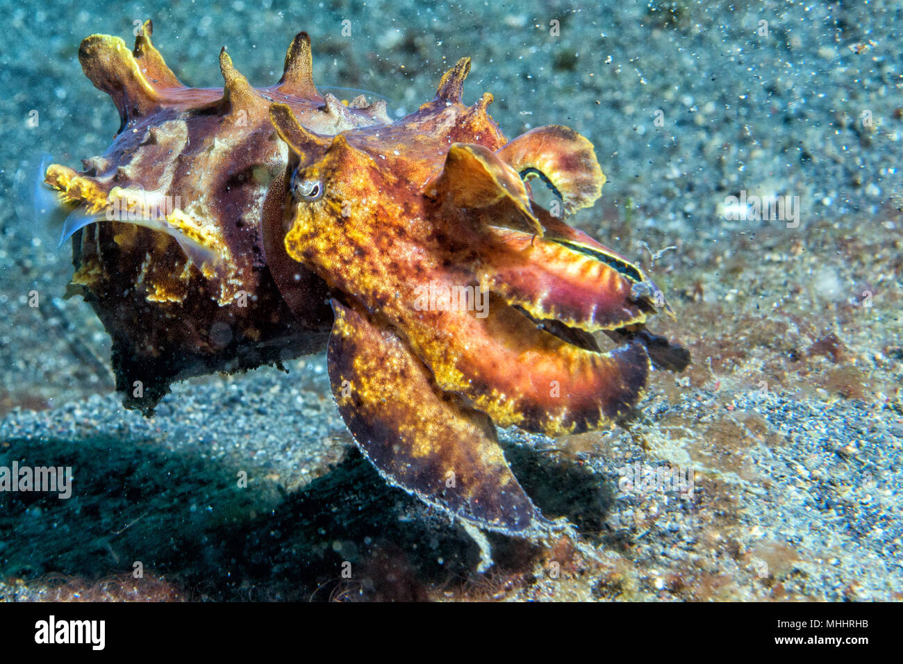 changing colors cuttlefish flamboyant sepia underwater Stock Photo - Alamy