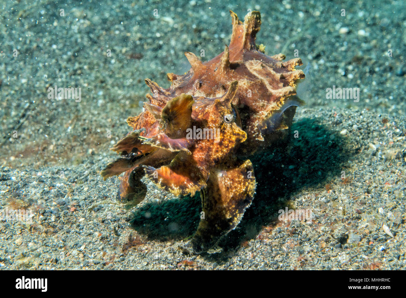 changing colors cuttlefish flamboyant sepia underwater Stock Photo - Alamy
