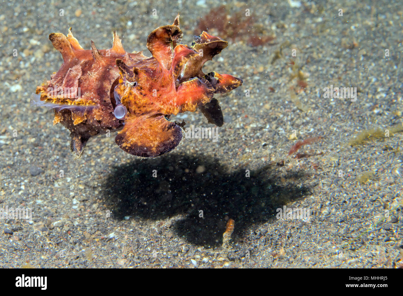 changing colors cuttlefish flamboyant sepia underwater Stock Photo - Alamy