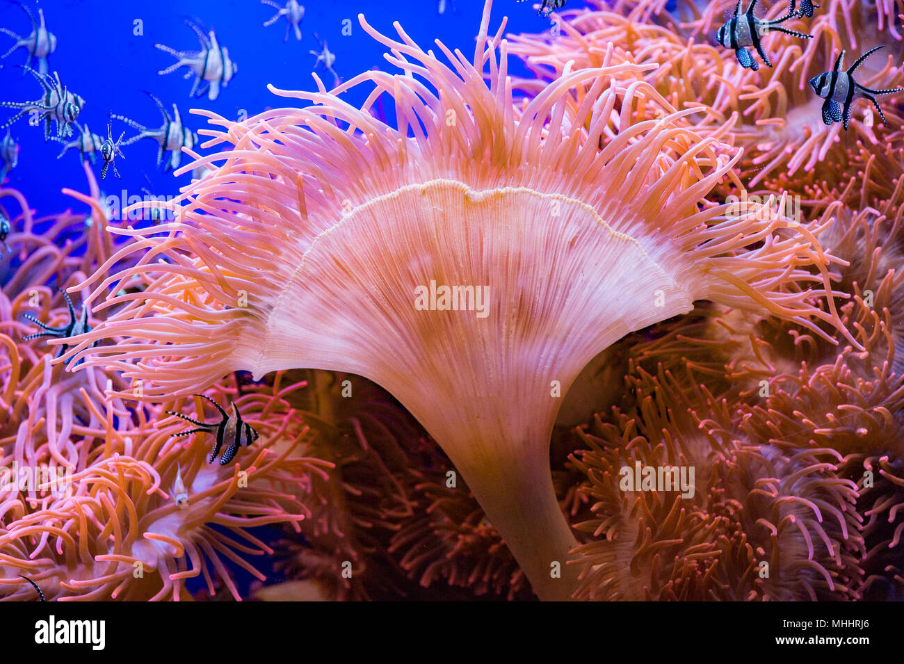 cardinal fish close up portrait Stock Photo - Alamy