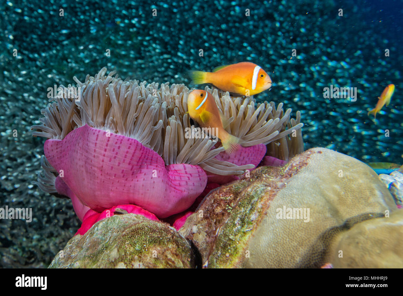 Clown fish family inside a pink violet anemone with Stock Photo - Alamy