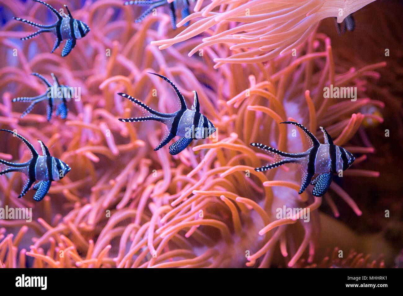 cardinal fish close up portrait Stock Photo - Alamy