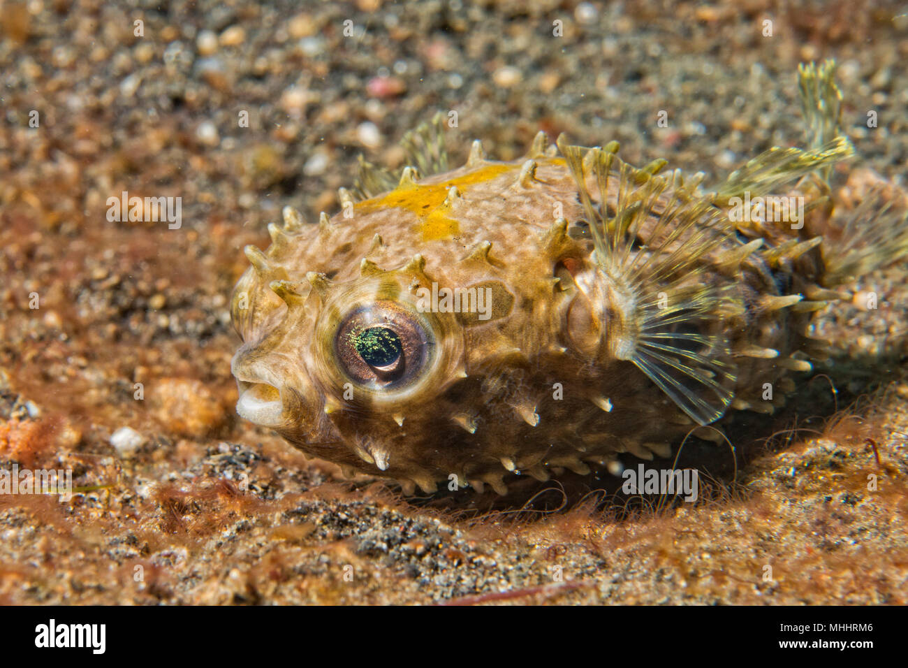 Yellow young puffer fish portrait while diving in indonesia Stock Photo - Alamy