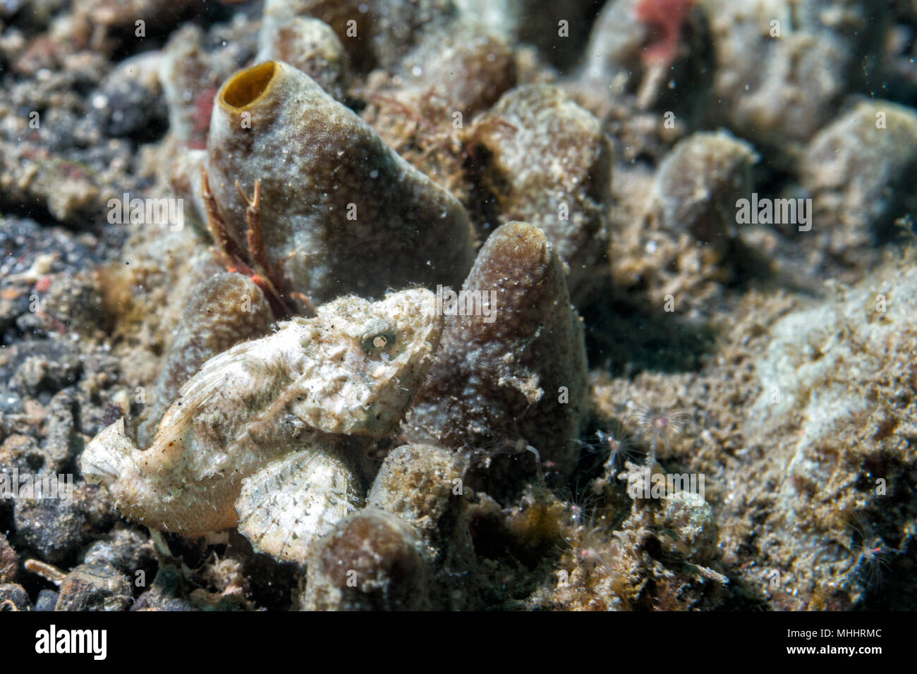 white scorpion fish portrait on black lembeh indonesia sand Stock Photo ...