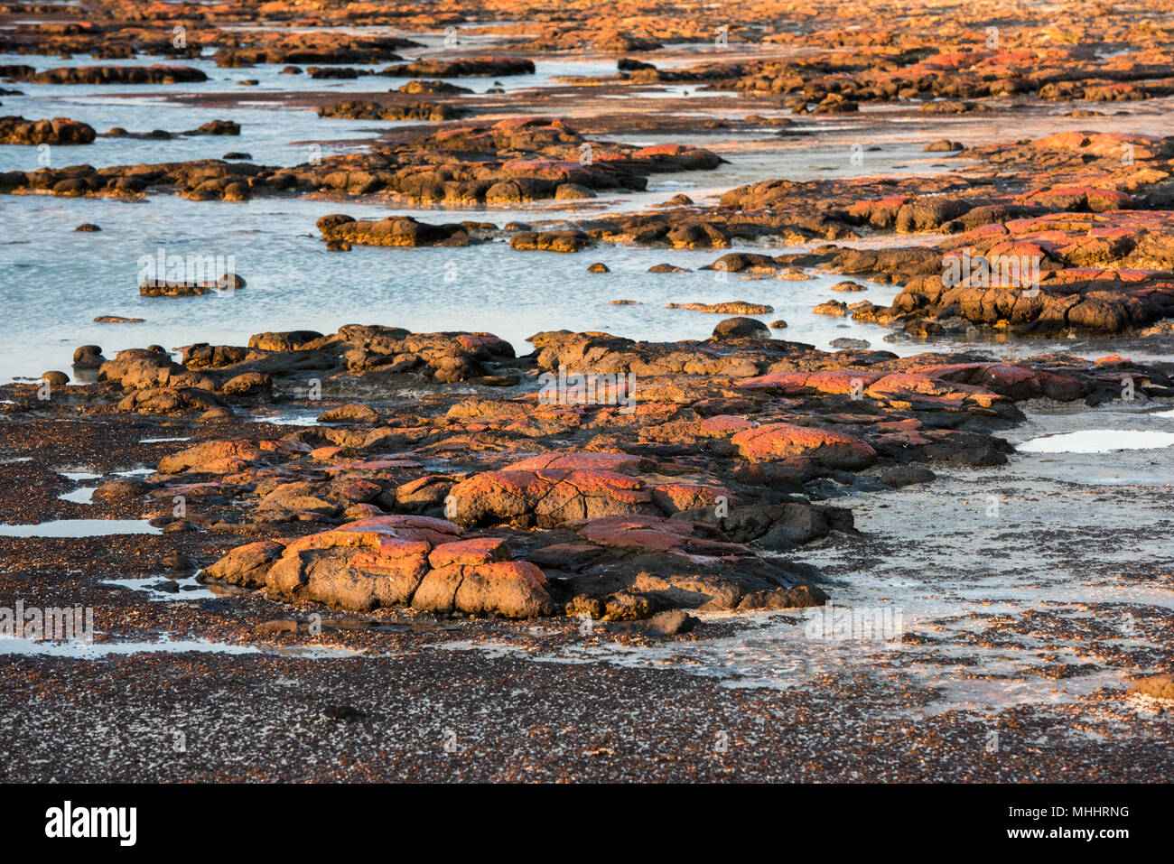 Stromatolites black rocks beach in West Australia at sunset Stock Photo ...