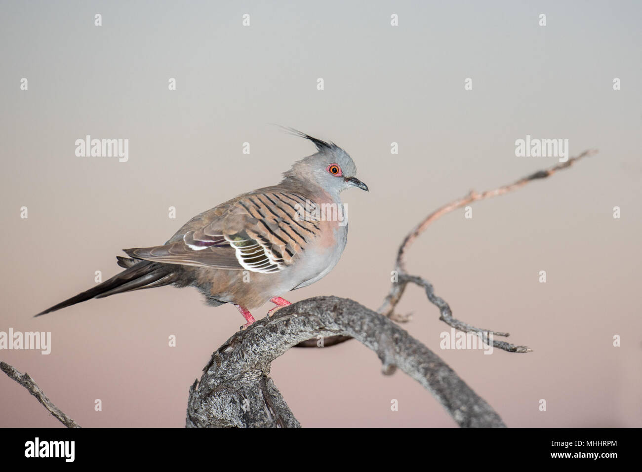 Indian turtle dove hi-res stock photography and images - Alamy