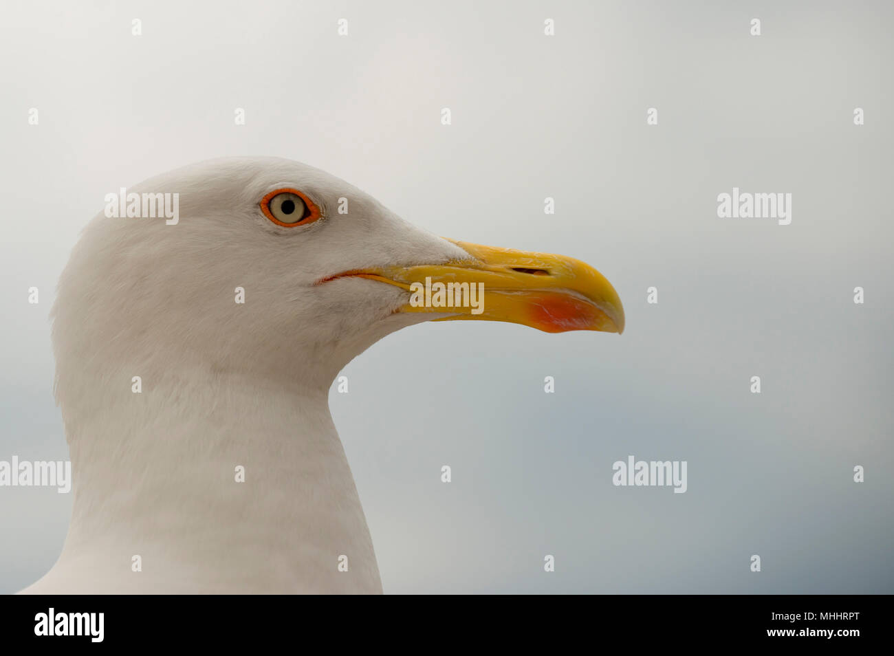 Close up seagull yellow beak hi-res stock photography and images - Alamy